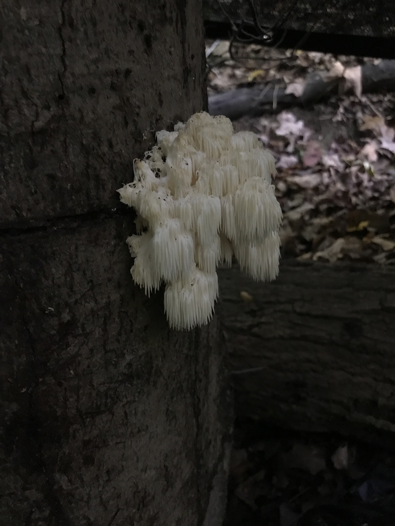 Bear's Head Tooth from Albert Johnson Rd, Nashville, IN, US on October ...