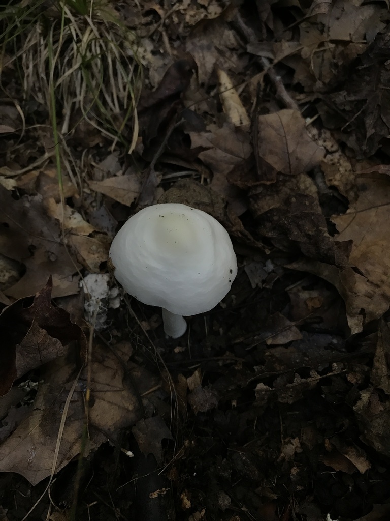 ghost shield from Albert Johnson Rd, Nashville, IN, US on October 17 ...