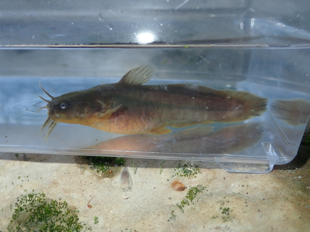 Tadpole Madtom in May 2021 by Daniel Folds · iNaturalist