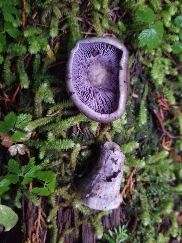 Cortinarius pansa from West Vancouver, BC, Canada on October 17, 2021 ...