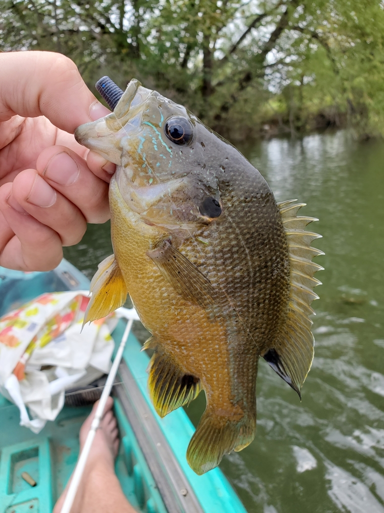 Green Sunfish in October 2021 by Alexander Murray · iNaturalist