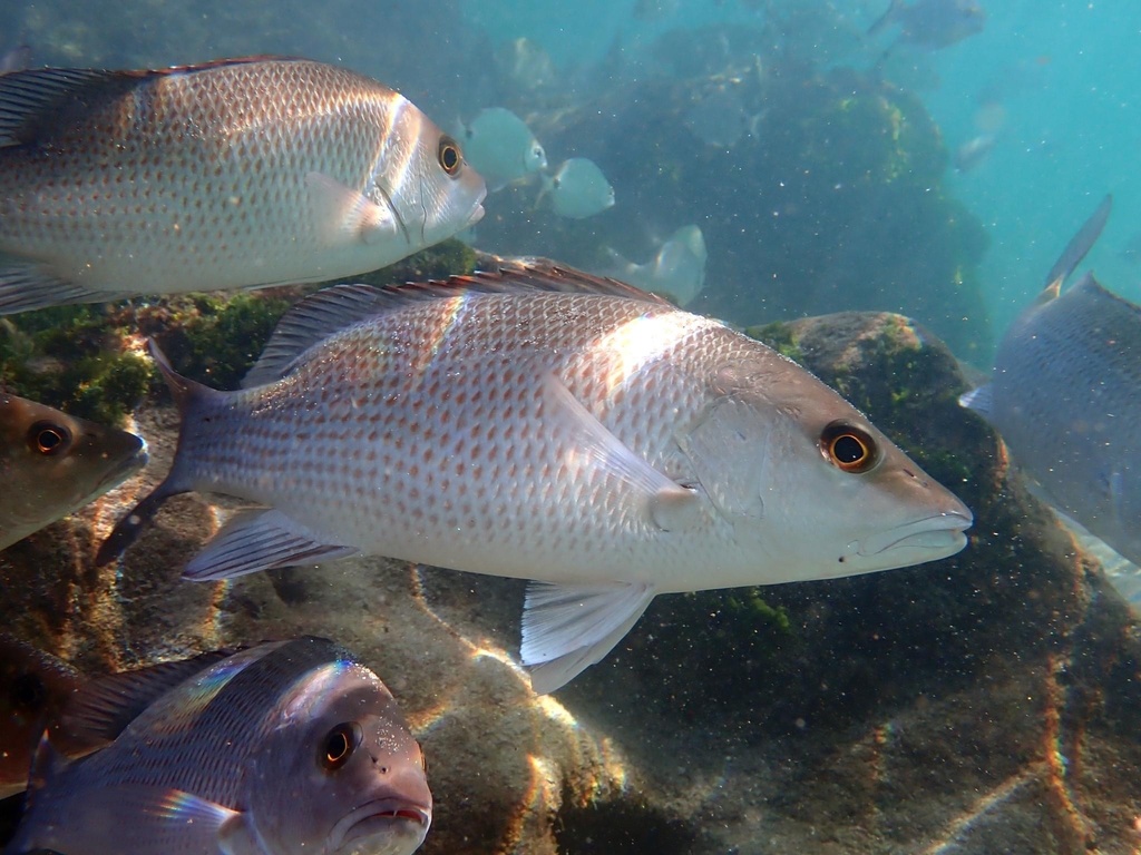 Grey Snapper from Straits of Florida, FL, US on October 17, 2021 at 10: ...
