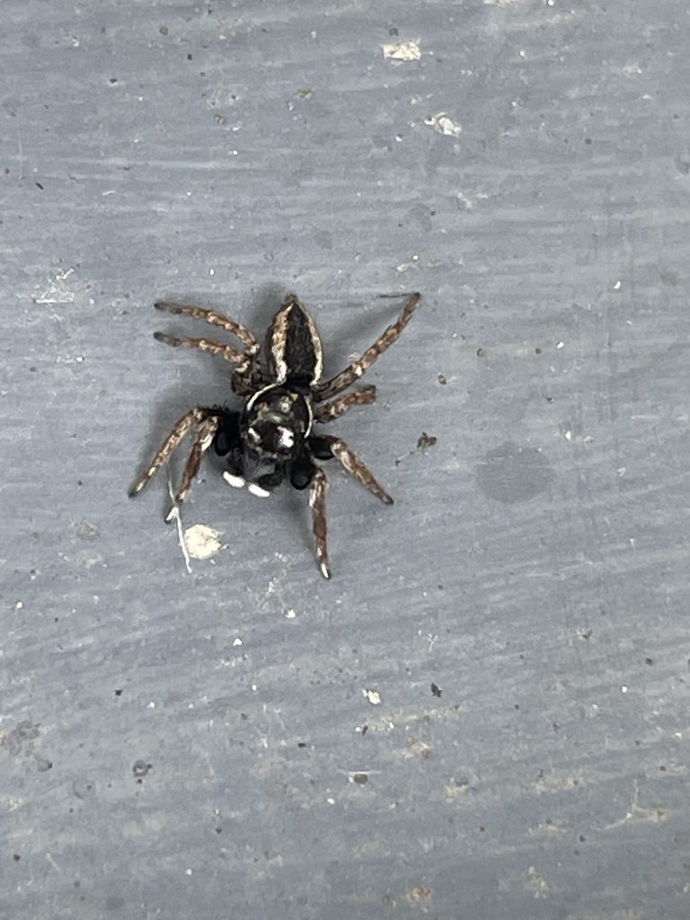 Frost's Jumping Spider from Frankston South, VIC, AU on October 18 ...