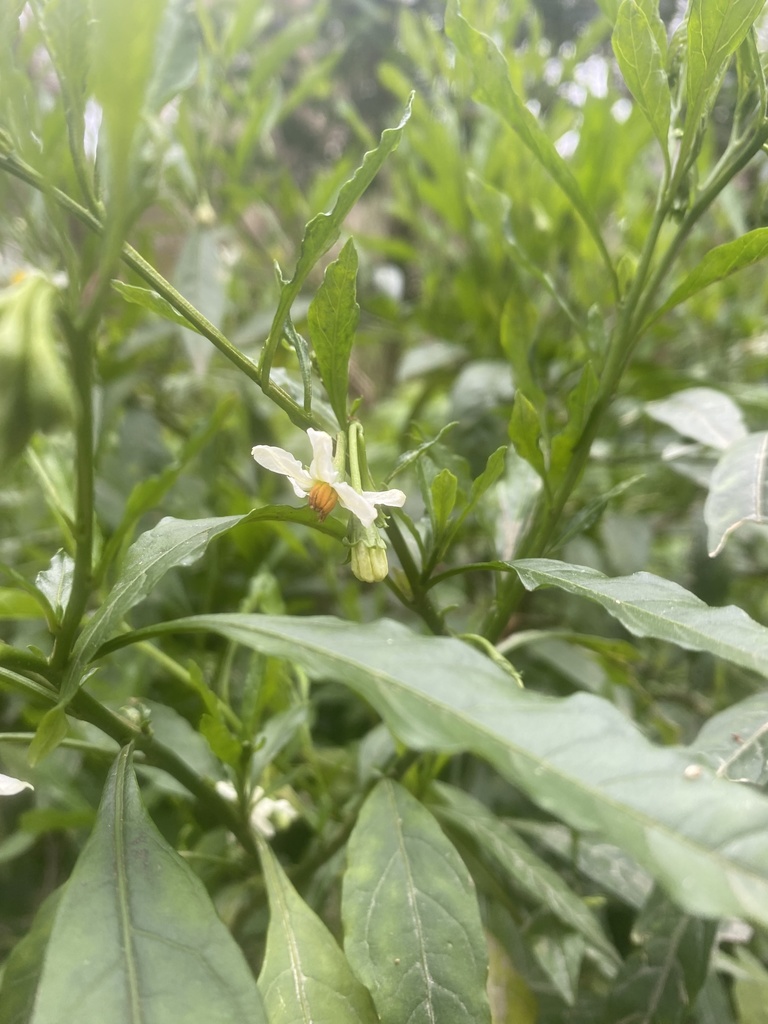 Jerusalem cherry from Glen Waverley Golf Course, Wantirna South, VIC ...