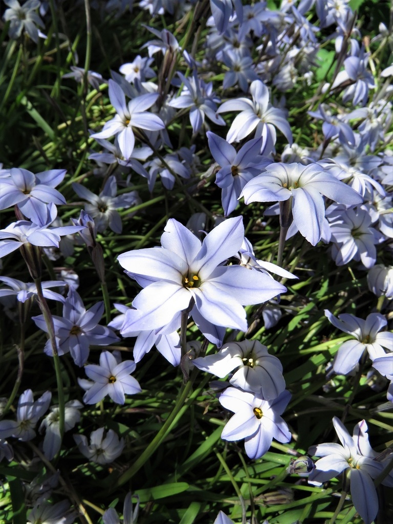 Spring starflower from Blackmans Flat NSW 2790, Australia on September ...