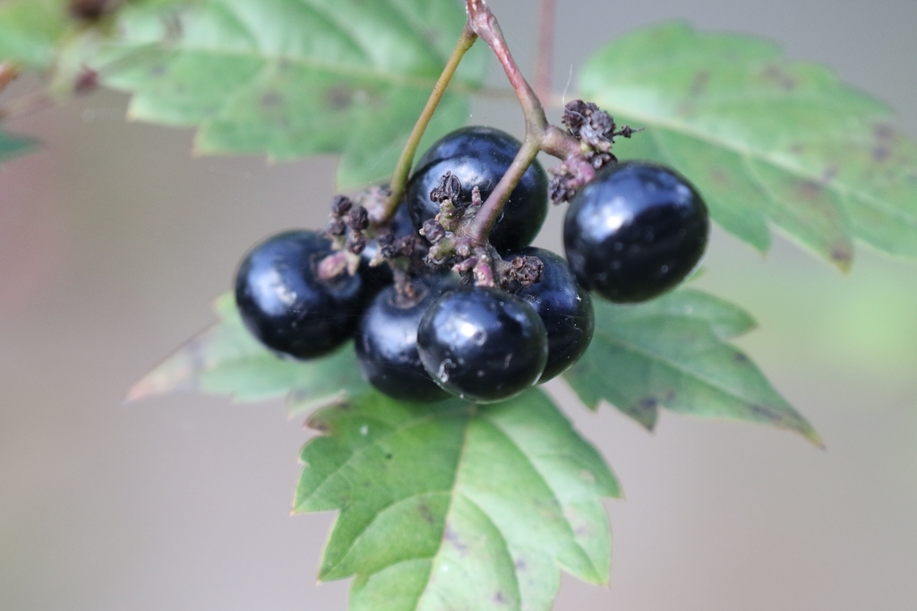 grape family (Vitaceae) - Botanical Realm