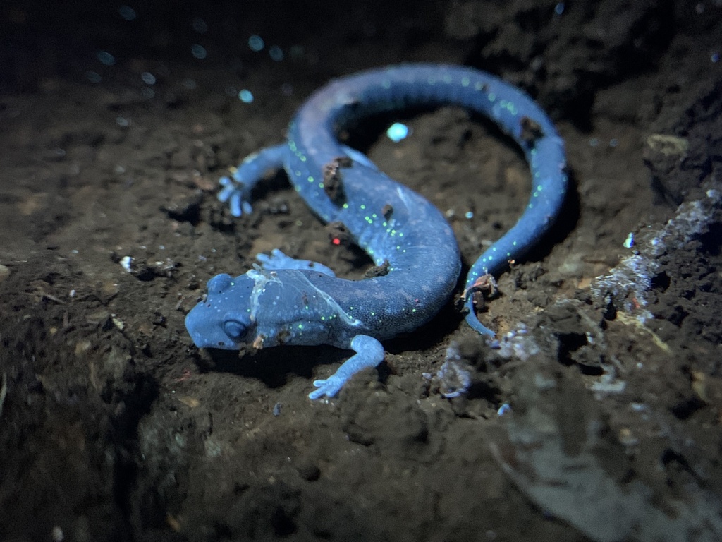 Eastern Red-backed Salamander from Banklick Woods Park, Independence ...
