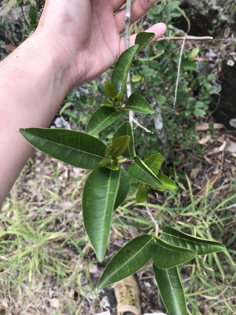 Cockspur Thorn from Yamanto, QLD, AU on October 18, 2021 at 11:20 AM by ...