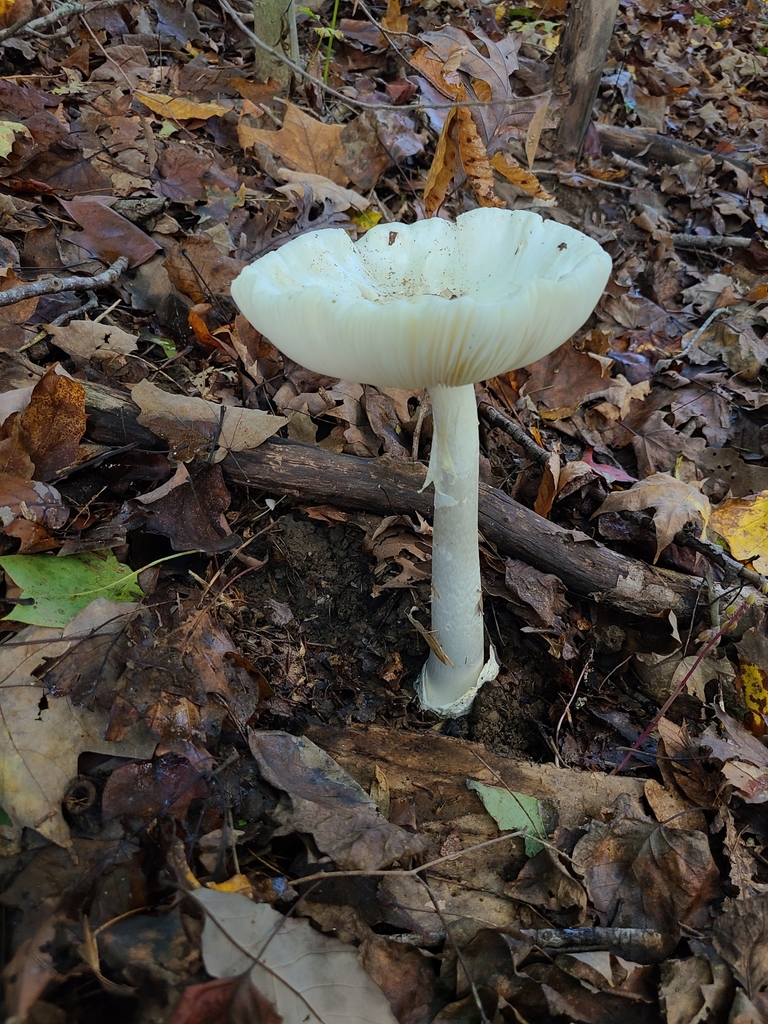 Garlic-Odored Death Cap from Howard Township, IN, USA on October 16 ...