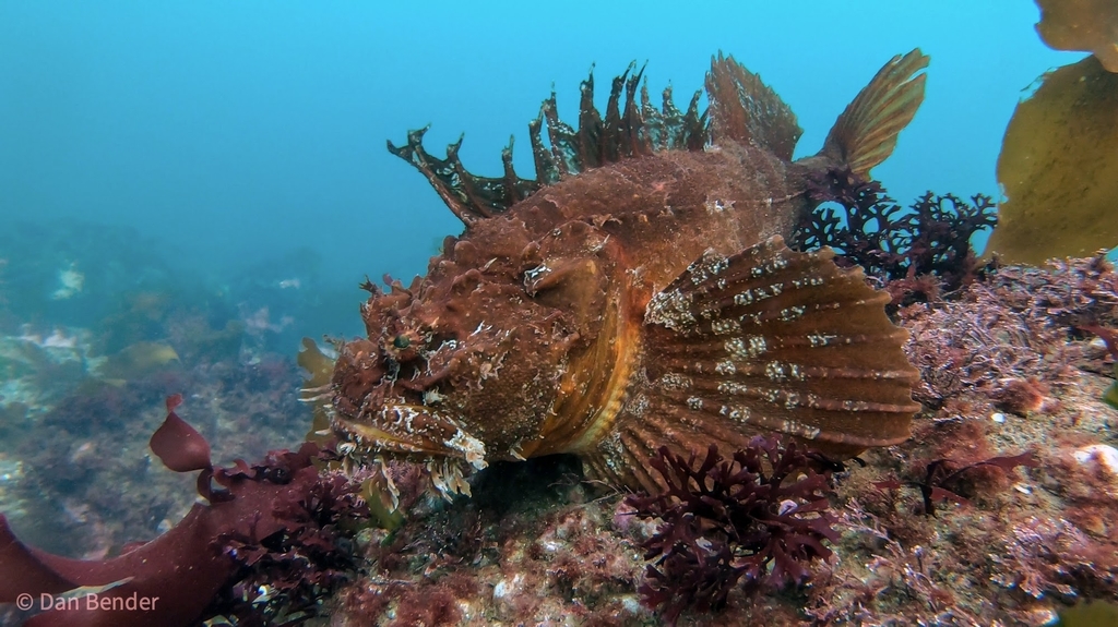 Sea Raven from Gloucester, MA, USA on August 28, 2020 by Dan Bender ...