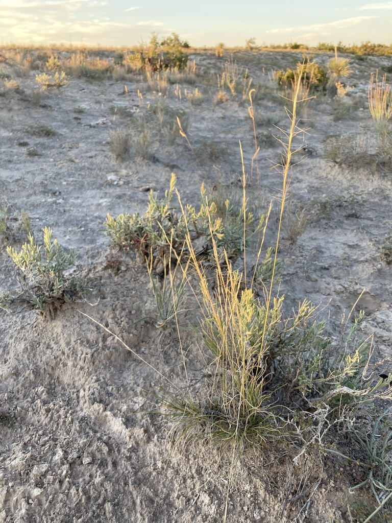 Nealley Threeawn from Eddy County, US-NM, US on October 17, 2021 at 06: ...