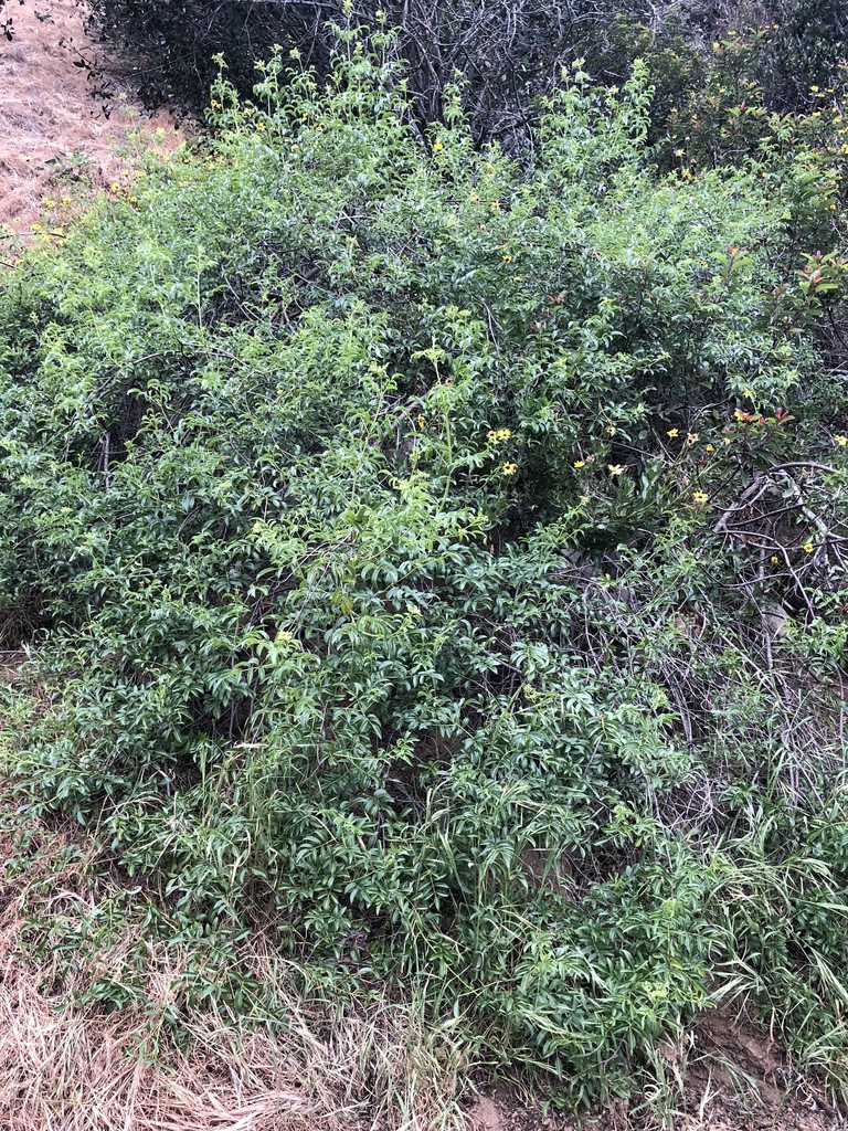 blue elder from 4255 Feather Ave, San Diego, CA, US on April 27, 2018 ...