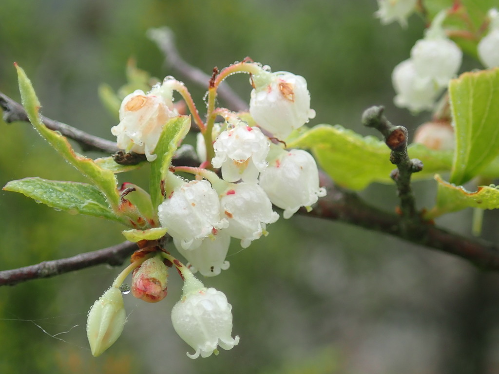 Hillside Blueberry (Shrubs of Appalachia) · iNaturalist
