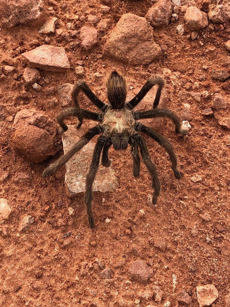 Desert Tarantula from Kane County, UT, USA on October 7, 2021 at 08:44 ...