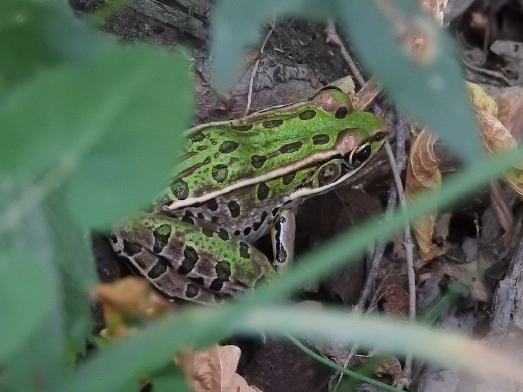 Northern Leopard Frog in October 2021 by Donna J. Parry · iNaturalist