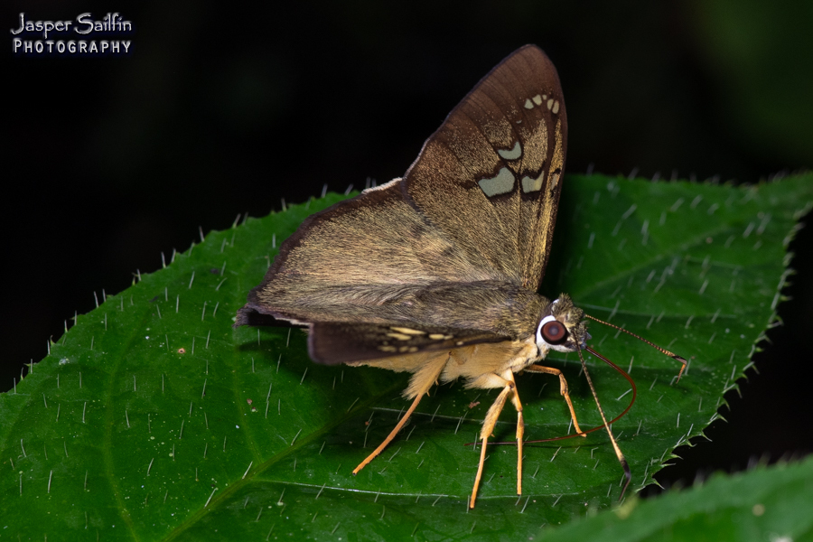 Nascus solon from Pungara Ecolodge, Cando, Tena, Ecuador on September ...