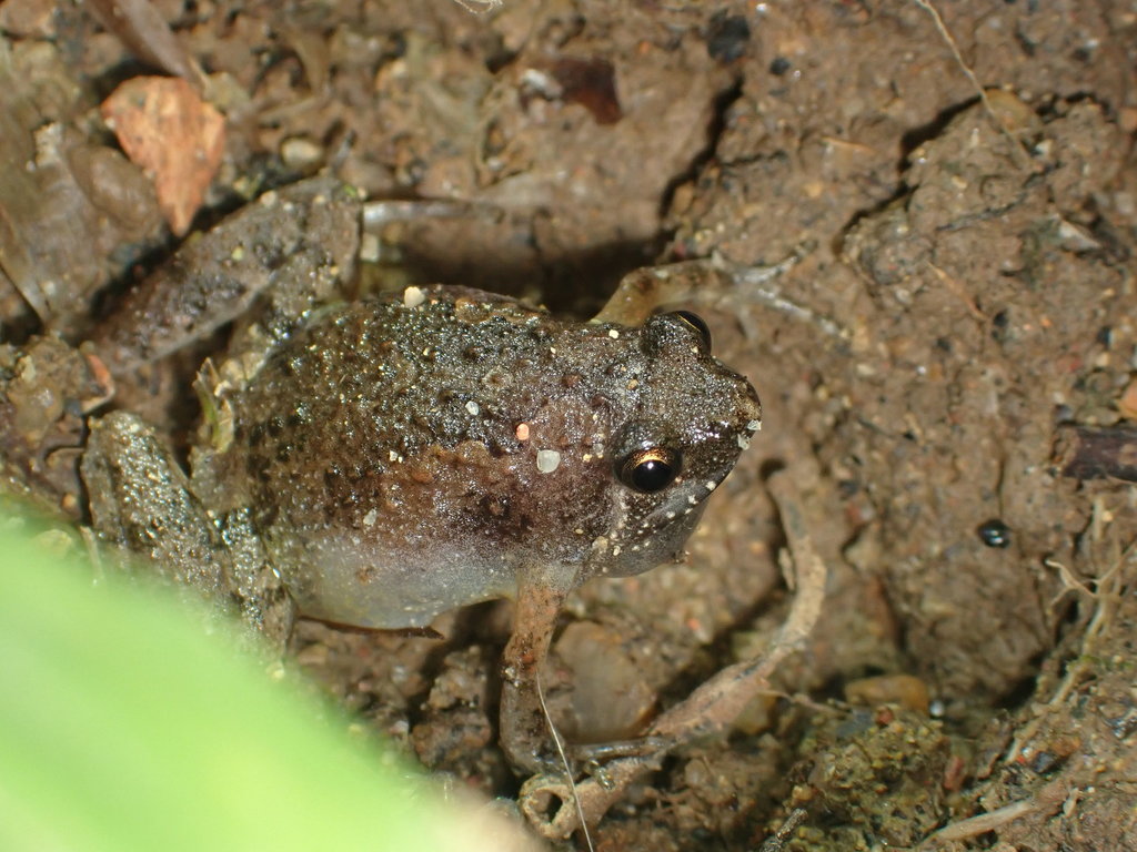 Tubercled Pygmy Frog from Sai Kung, Hong Kong on October 16, 2021 at 08 ...