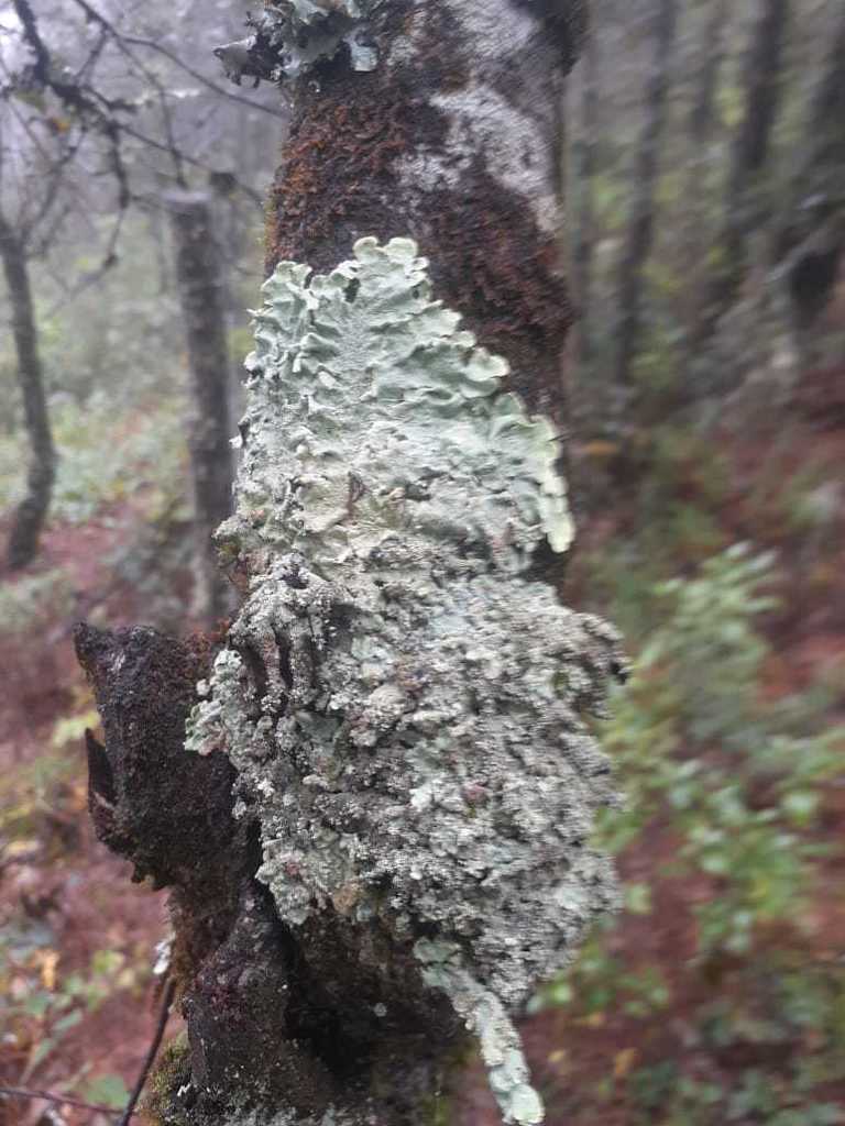 common greenshield lichen from Pinal de Amoles, Qro., México on October ...