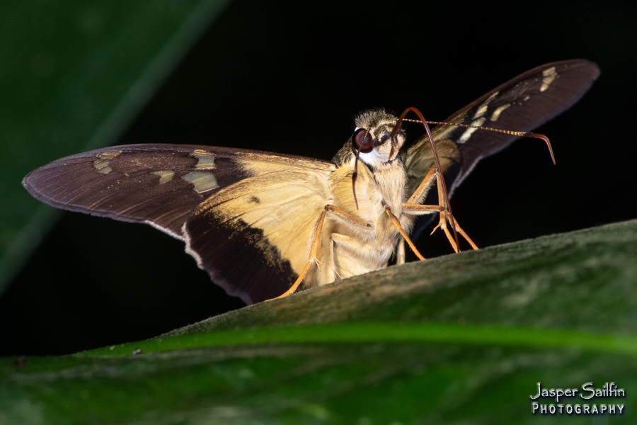 Nascus solon (Plötz, 1882)