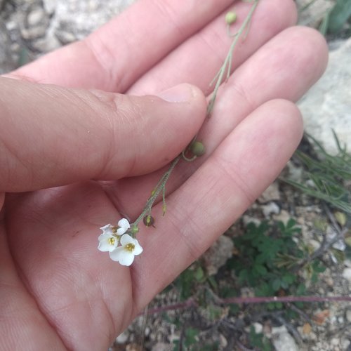 Physaria pueblensis · iNaturalist