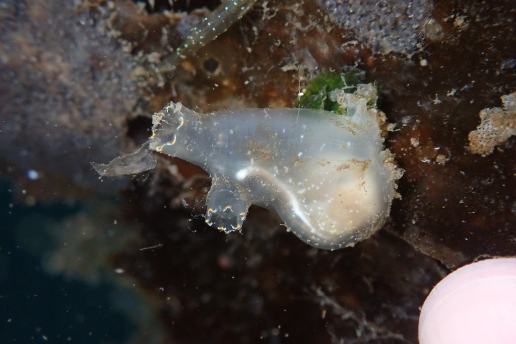 Ciona savignyi from Pierce County, WA, USA on October 13, 2021 at 05:02 ...