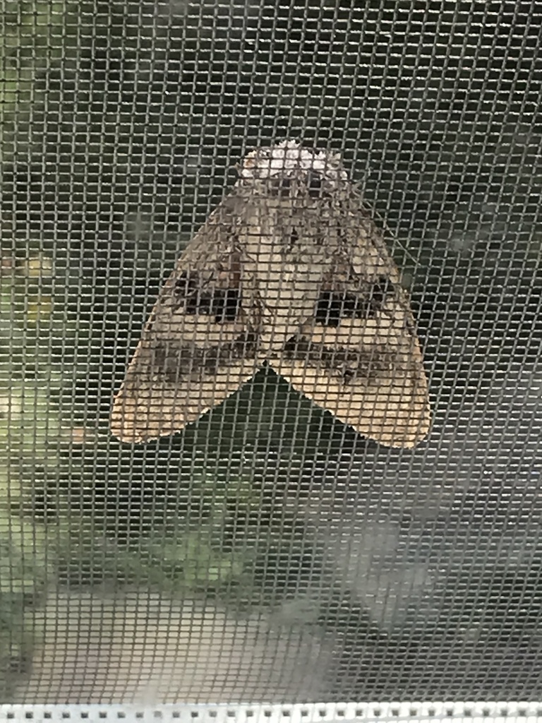 Underwing Moths from Rynex Dr, Alexandria, VA, US on October 17, 2021 ...