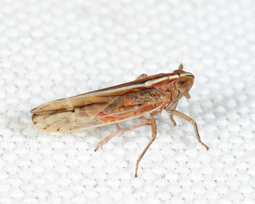 Stenocranus dorsalis · iNaturalist Guatemala