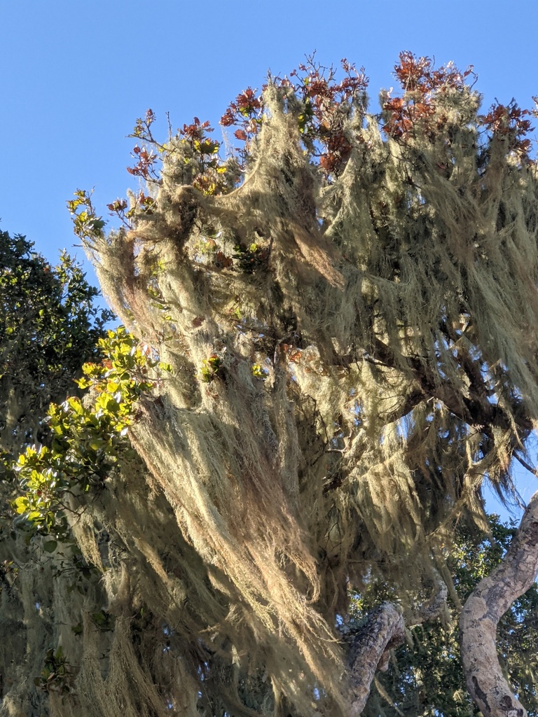 lace lichen from UCSC fort ord nature preserve on October 15, 2021 by ...