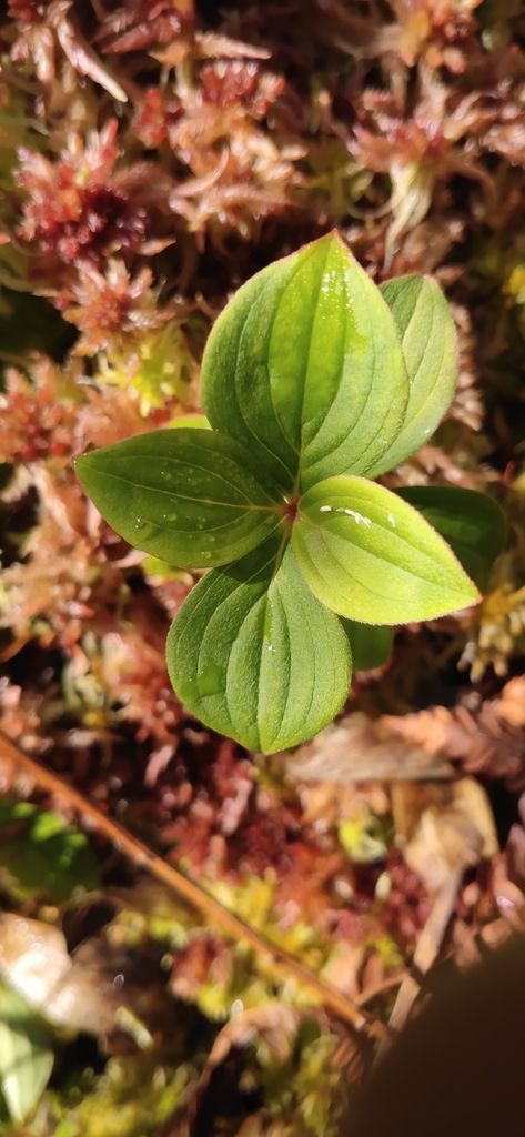 Canadian bunchberry from Albert Bridge, NS B1K 3C3, Canada on October 6 ...