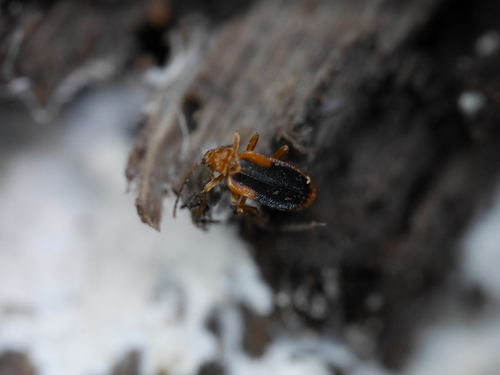 Ischalia vancouverensis · iNaturalist