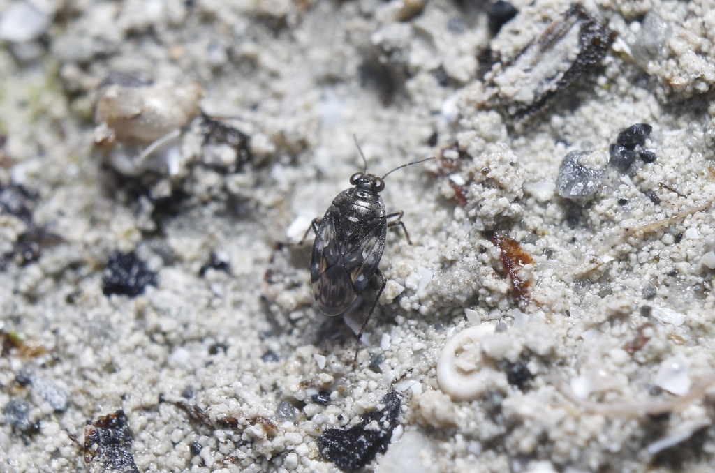Shore bugs from Boya Lake, Stikine, British Columbia, Canada on August ...