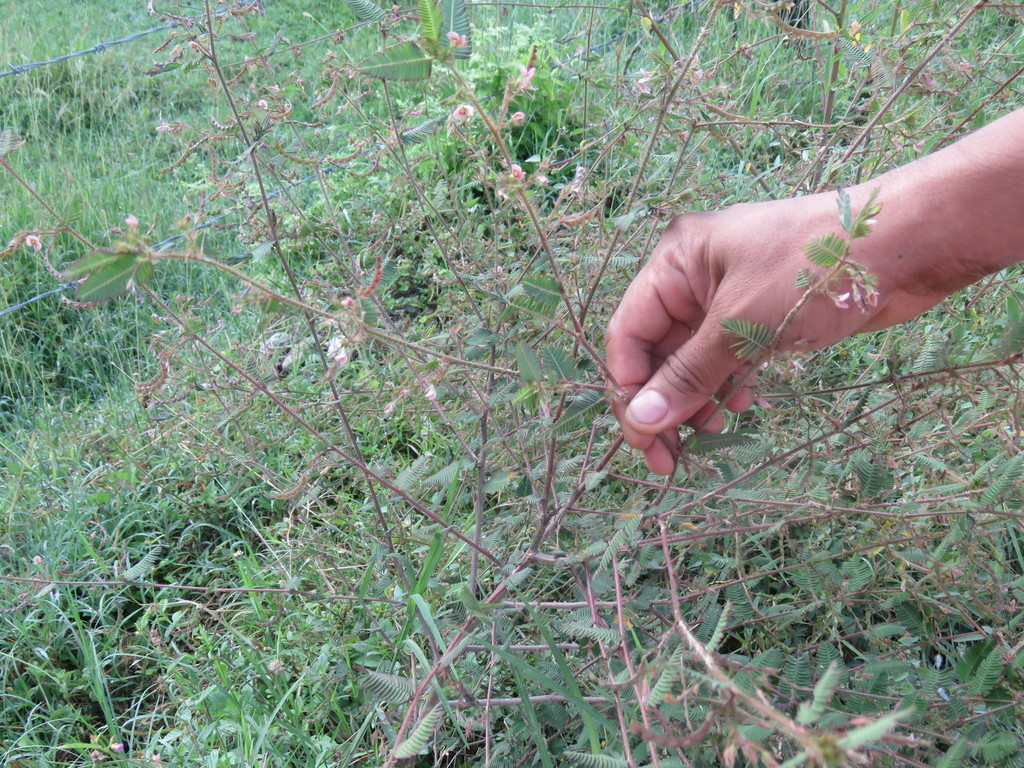 shyleaf from Tonalá, Chis., México on October 17, 2021 at 08:57 AM by ...