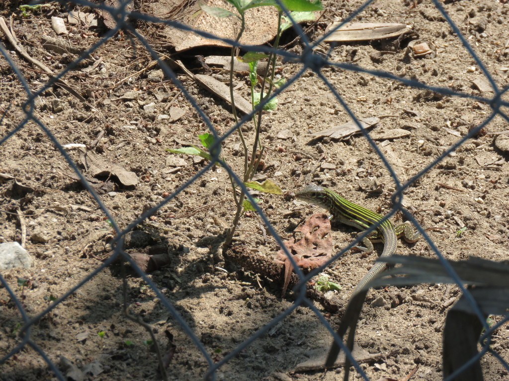 Huico siete líneas desde Mapastepec, Chis., México el 17 de octubre de ...