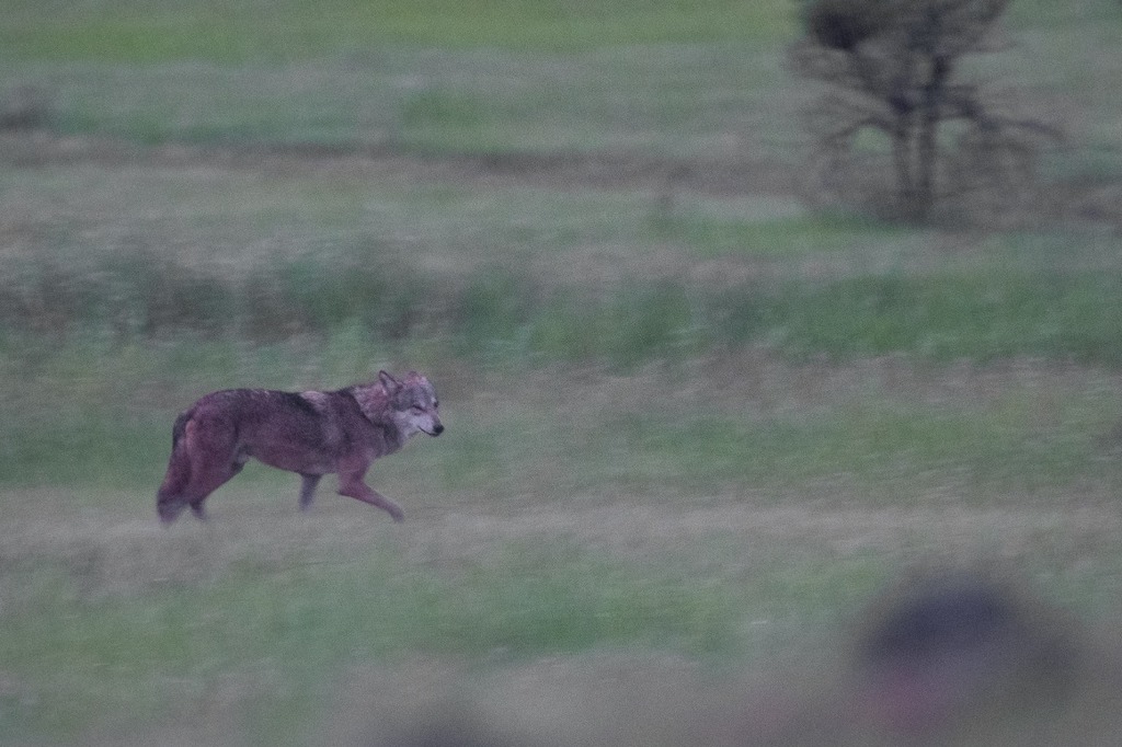 Persian and Indian Wolf in October 2021 by Rujuta Vinod · iNaturalist