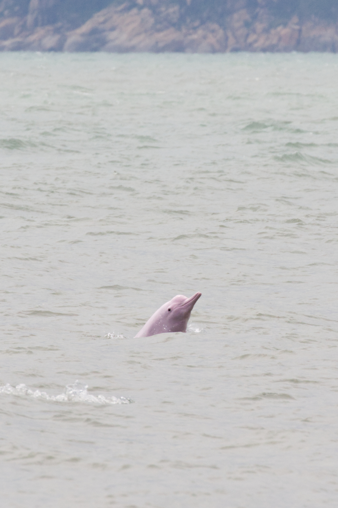 Sousa chinensis (Osbeck, 1765)