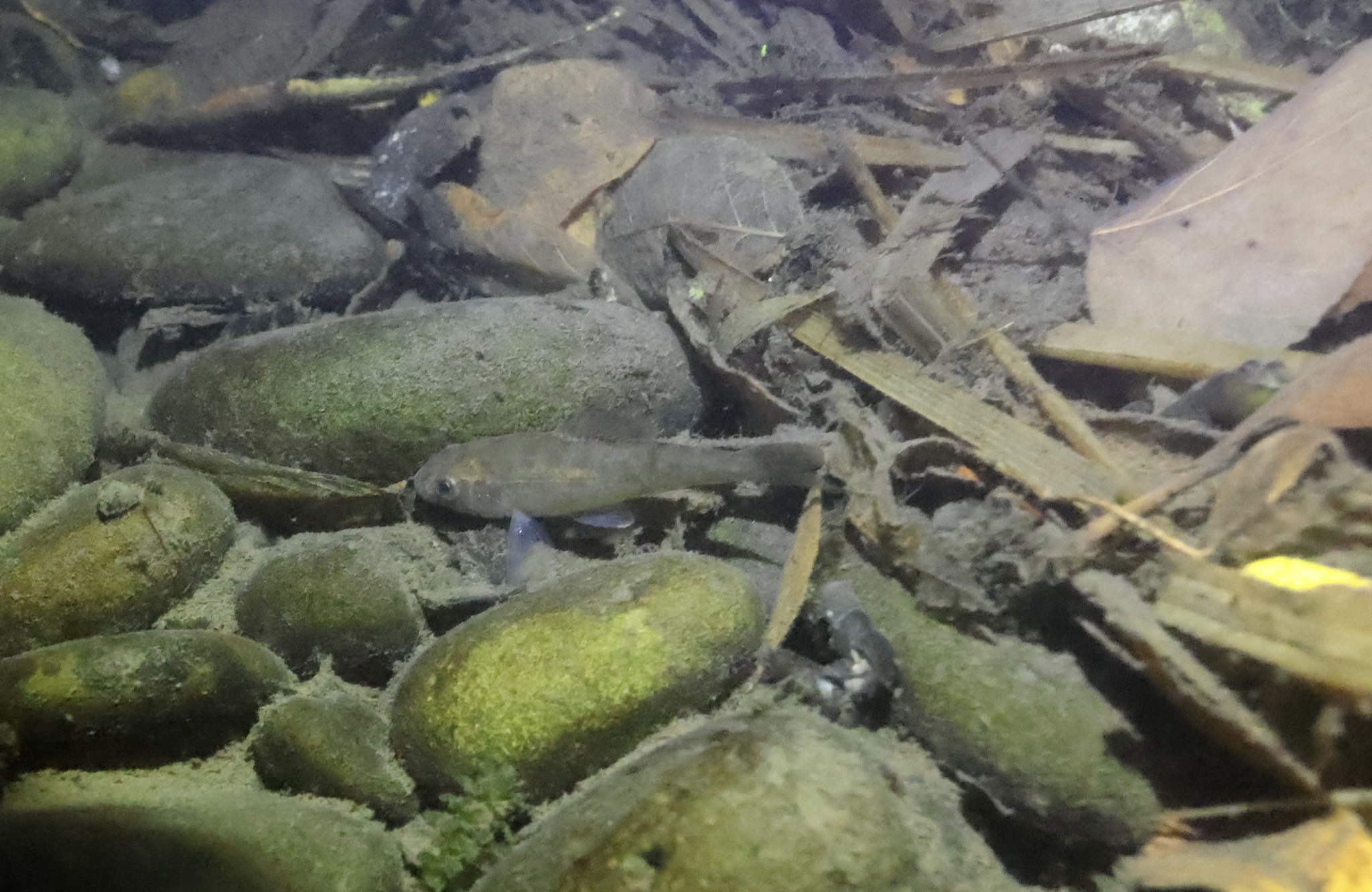 Percopsis transmontana (Eigenmann & Eigenmann, 1892)