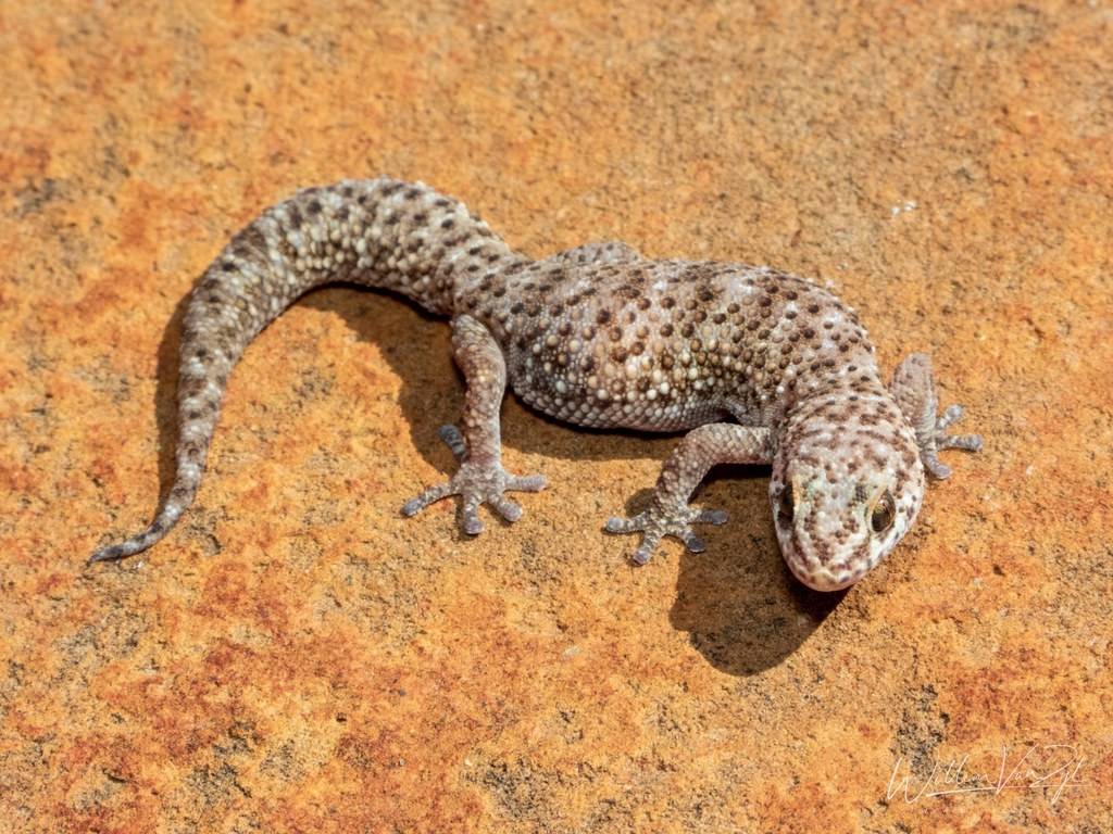Cape Thick-toed Gecko from Letsemeng Local Municipality, South Africa ...