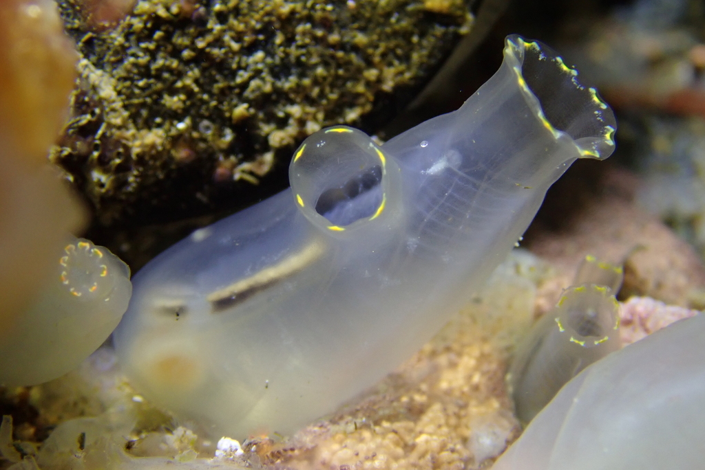 Ciona savignyi from Santa Barbara, CA, USA on October 17, 2021 at 02:00 ...