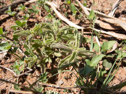 Photo 164172336, (c) Andrew Hankey, some rights reserved (CC BY-SA ...