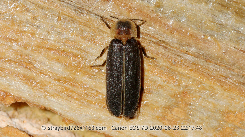 Lampyris in June 2020 by Nan Yang · iNaturalist
