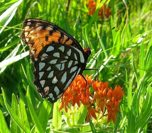 Western Regal Fritillary (Subspecies Argynnis idalia occidentalis ...