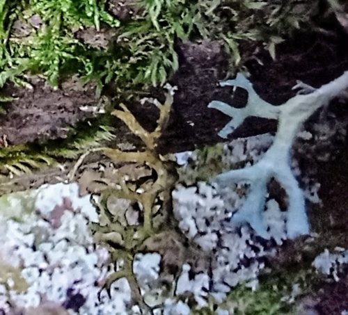 Observations by mandapanda · iNaturalist