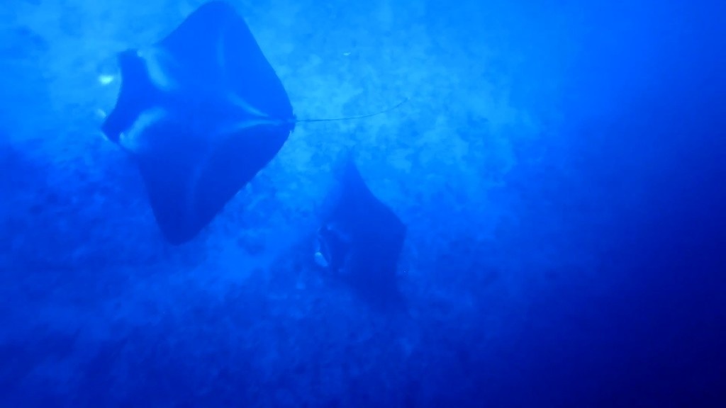 Reef Manta Ray in January 2000 by Carrie Voss · iNaturalist