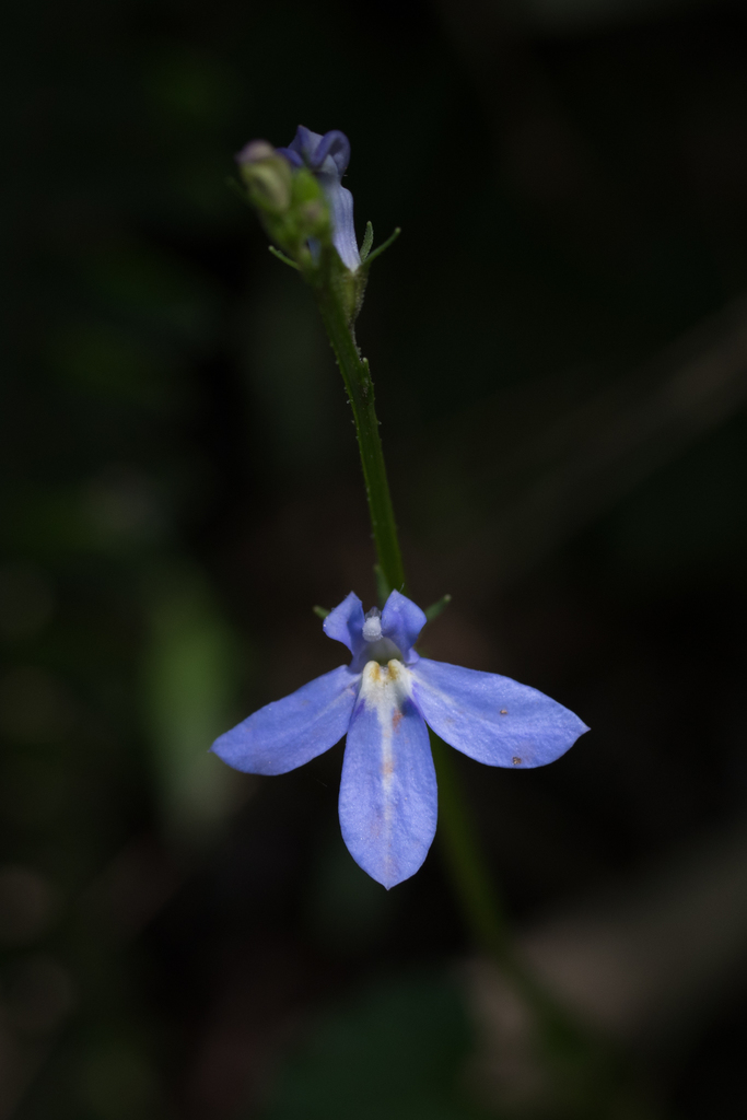 forest lobelia from Kenilworth QLD 4574, Australia on October 17, 2021 ...