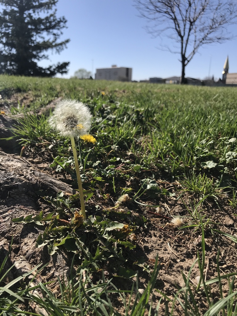 common dandelion from 2004 E Iowa Ave, Denver, CO, US on April 27, 2018 at 09:47 AM by logann ...