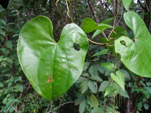 Barbasco amarillo (Dioscorea floribunda)