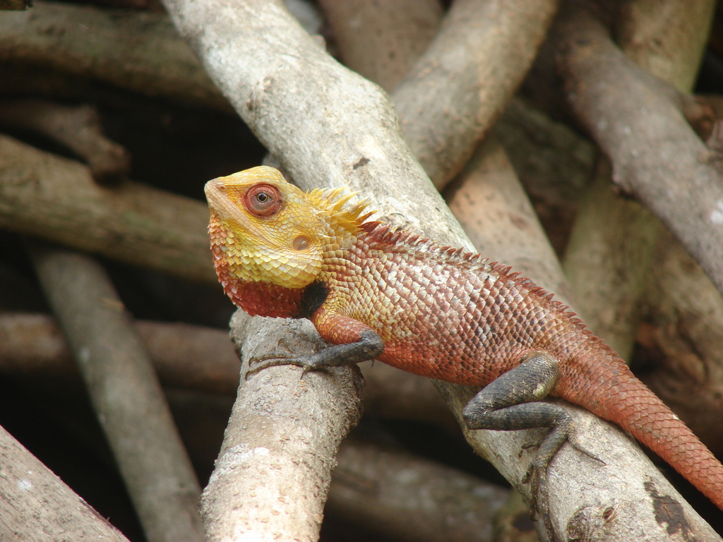 Oriental Garden Lizard from Meloor, Kerala, India on April 01, 2021 at ...