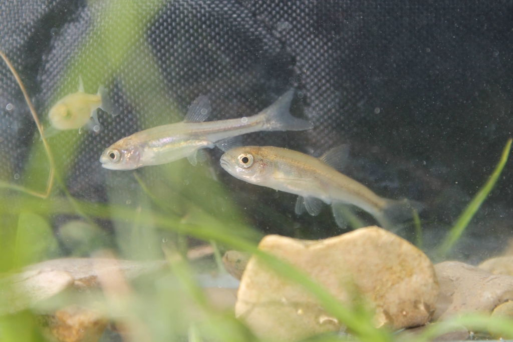 Italian riffle dace from 01010 Barbarano Romano, VT, Italy on March 13 ...