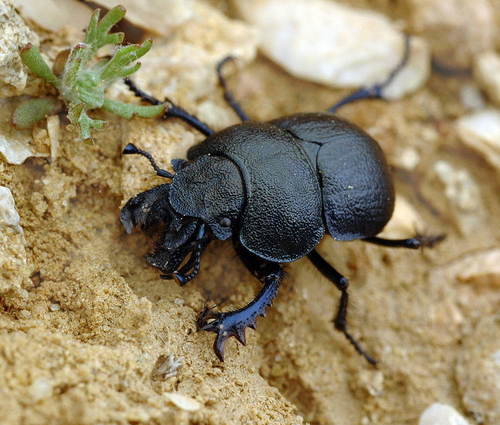 Lethrus cephalotes · iNaturalist