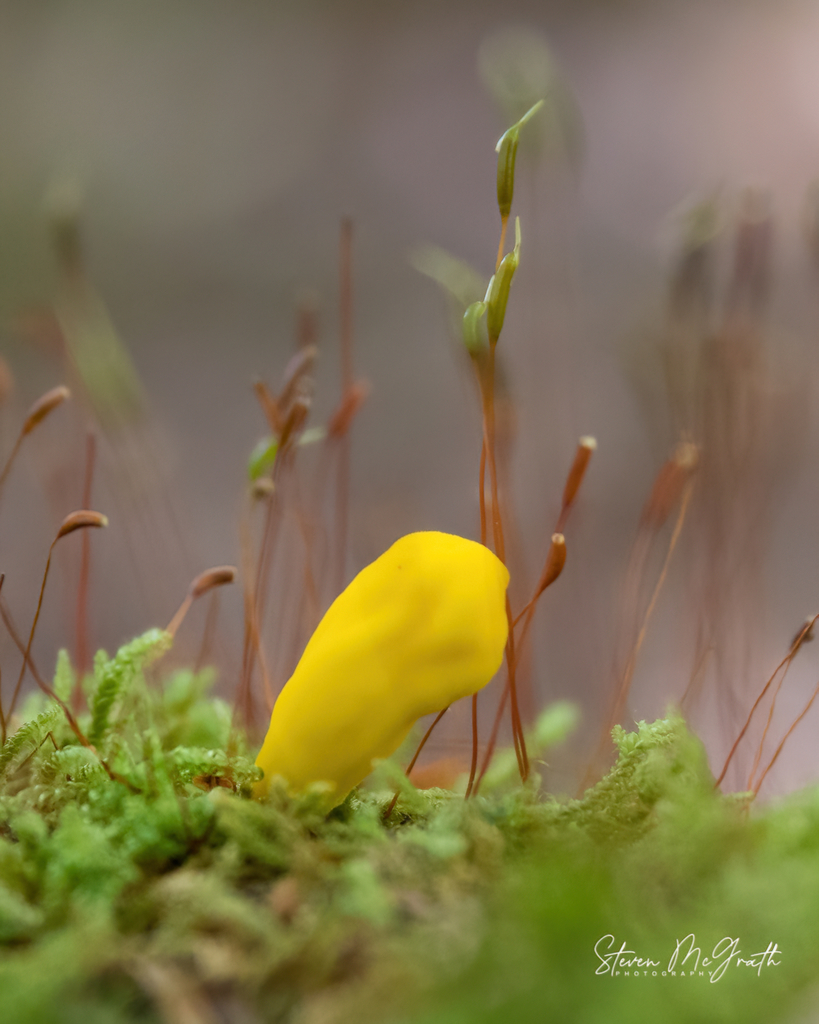 Neolecta from Mira Road, NS, Canada on October 16, 2021 at 12:48 PM by ...